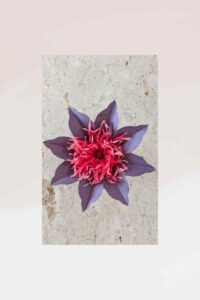 Construction Paper Flowers - Create Clusters - Its Blooming Paper