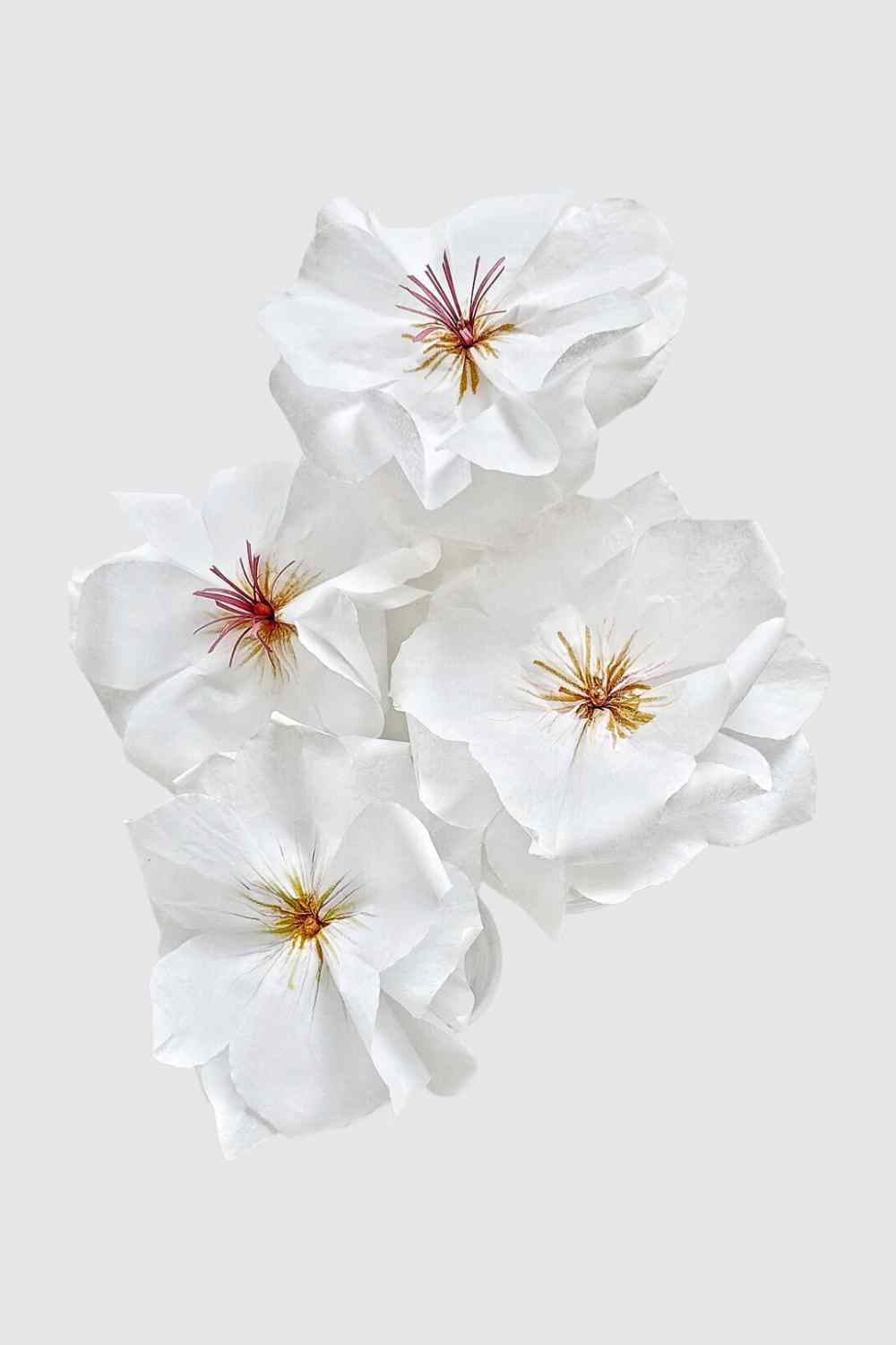 White Paper Flowers DIY - Your Best Bet - Its Blooming Paper